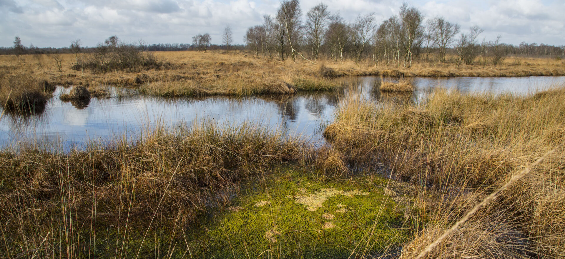 Werkgroep Behoud de Peel: Edwin Saanen - Advocaat van de Aarde